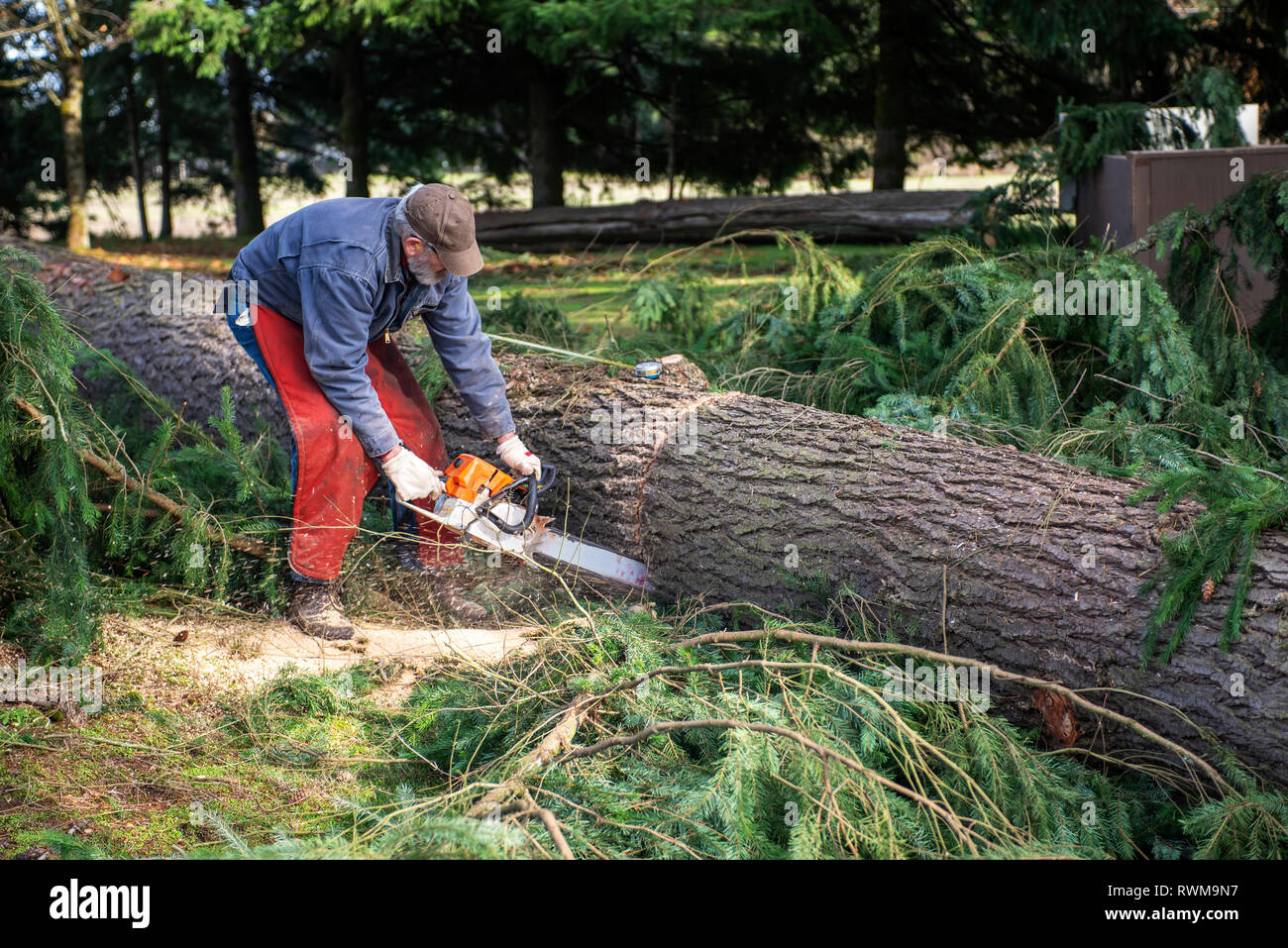 Tree cutting demolition hi-res stock photography and images - Alamy
