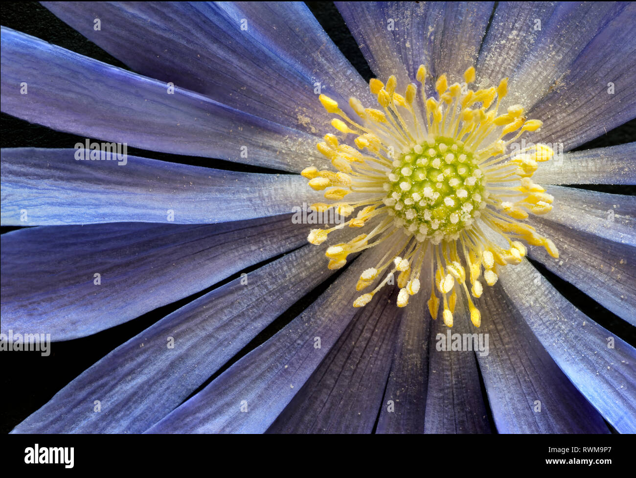 Star anemone hi-res stock photography and images - Alamy