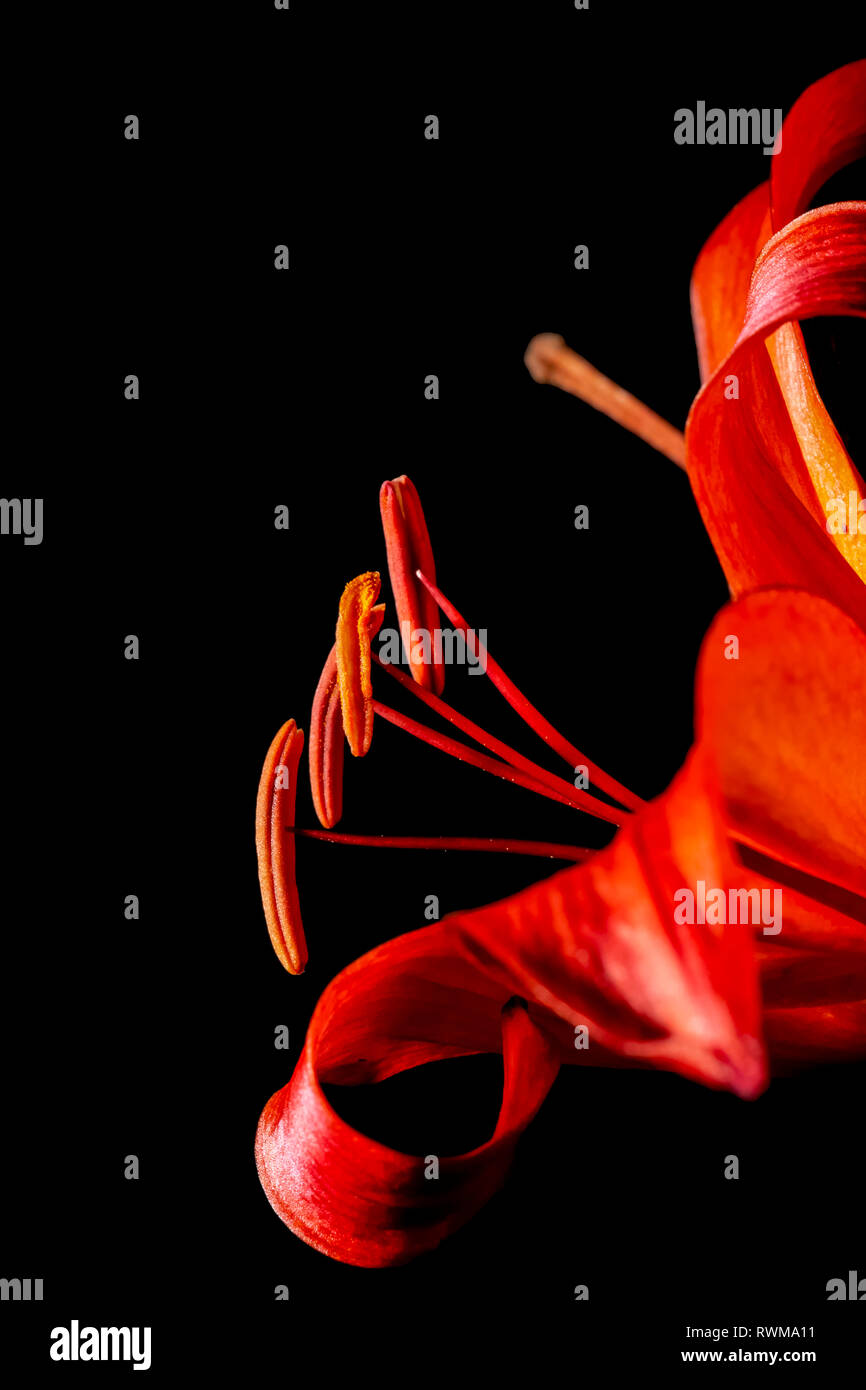 Asiatic plant hi-res stock photography and images - Alamy