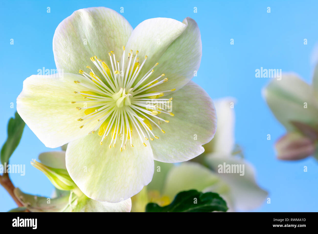 Niger flower hi-res stock photography and images - Alamy