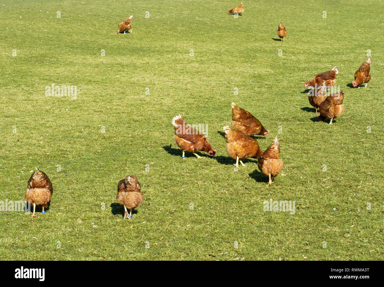 Organic farming wiht happy hens with big runout Stock Photo - Alamy