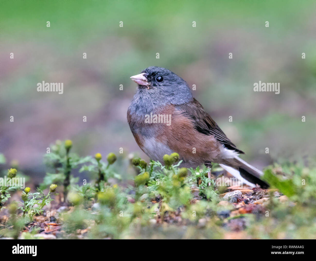 Dark-eyed Junco, Junco hyemalis, Pink-sided Race, at Cypress Hills ...
