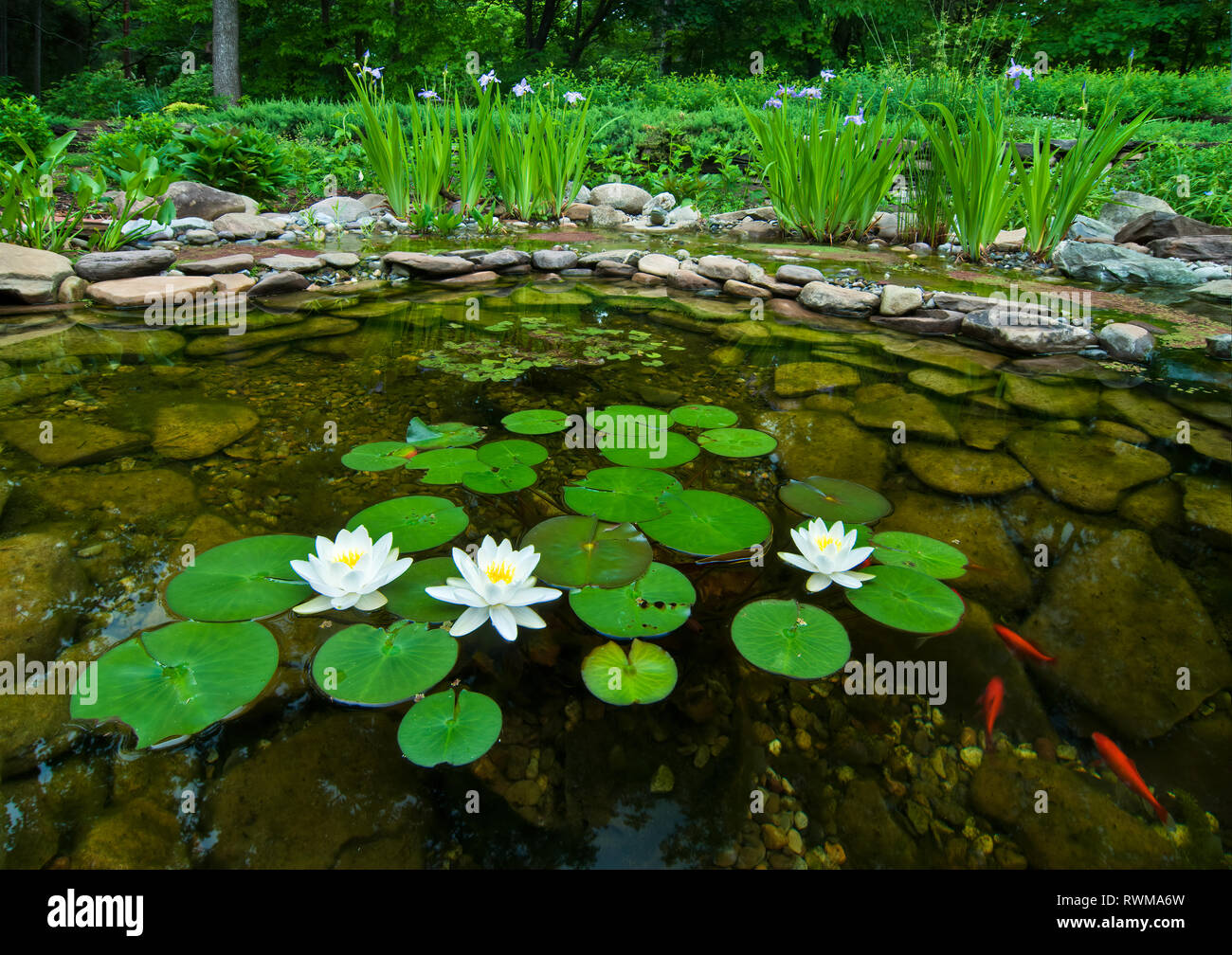 Water lilies and blue-flag irises in backyard pond in central Virginia ...