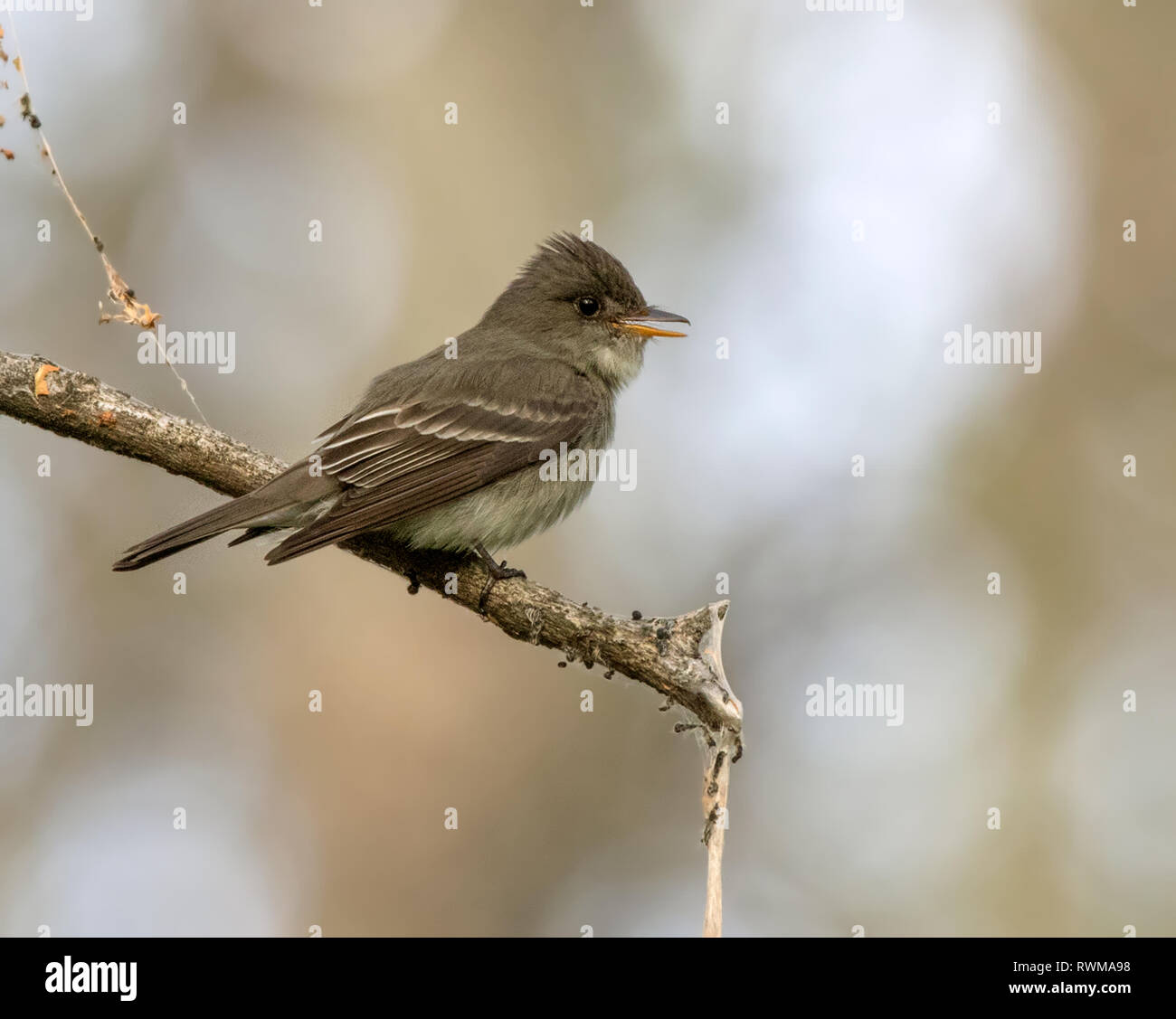 Perch horizontal hi-res stock photography and images - Alamy