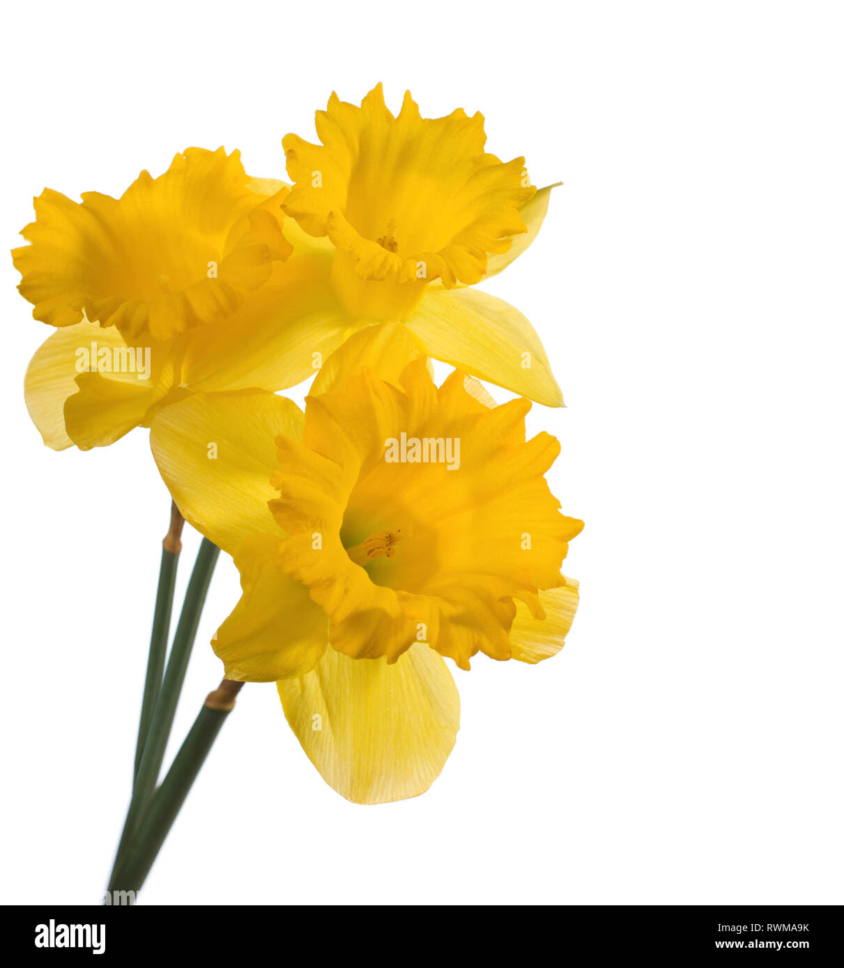 Bouquet of yellow narcissus isolated on white Stock Photo - Alamy