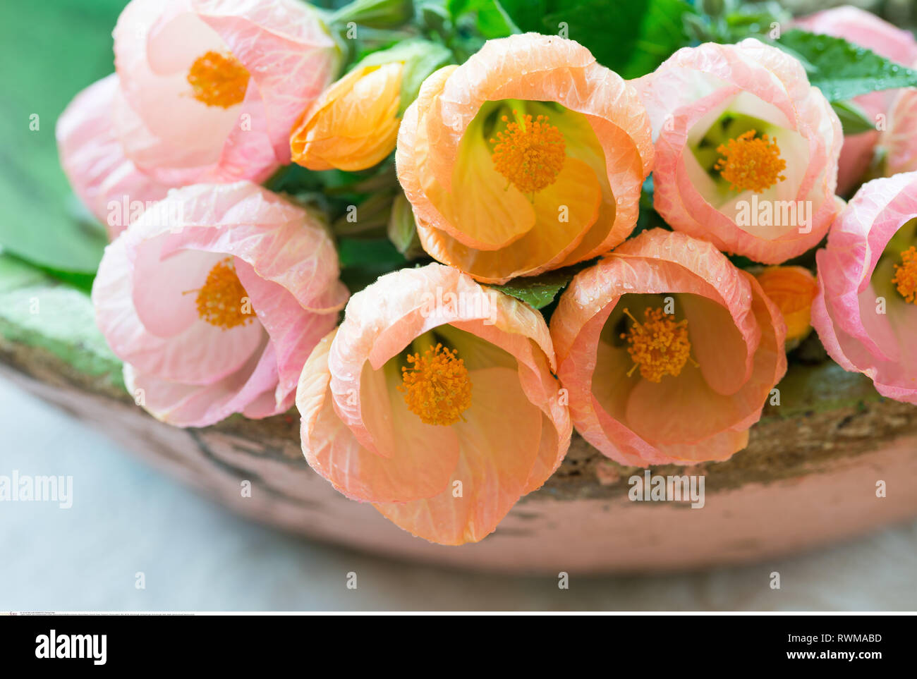 Abutilon detail hi-res stock photography and images - Alamy