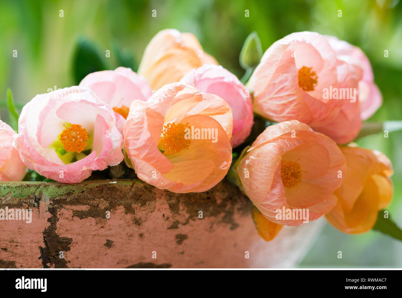 botany, apricot-coloured Abutilon blossoms, Caution! For Greetingcard ...