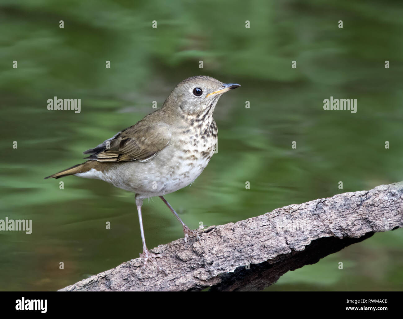 Gray-cheeked Thrush, Catharus minimus, perched at a pond, in Saskatoon ...
