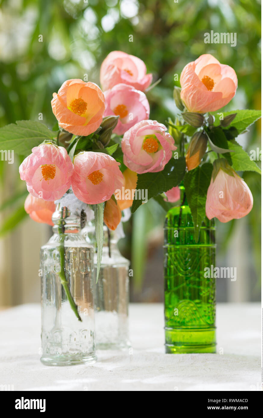 botany, apricot-coloured Abutilon blossoms, Caution! For Greetingcard ...