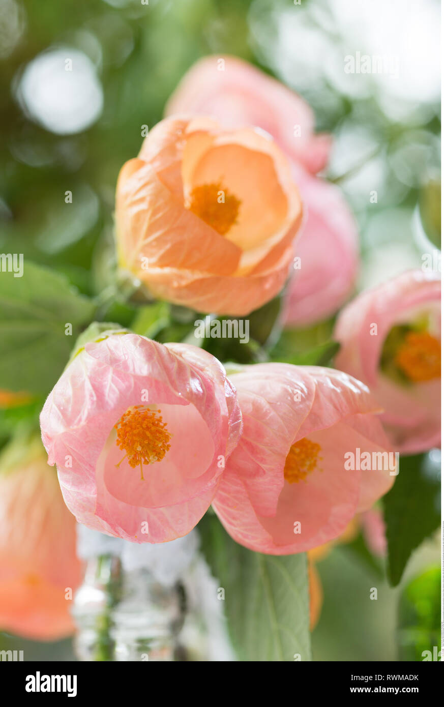 Abutilon detail hi-res stock photography and images - Alamy