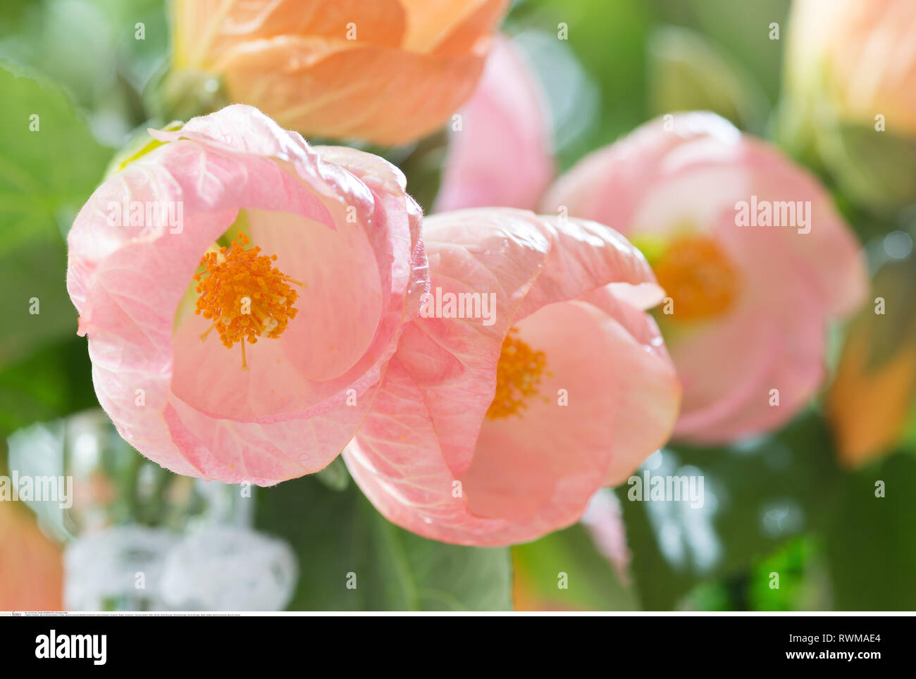 Abutilon detail hi-res stock photography and images - Alamy
