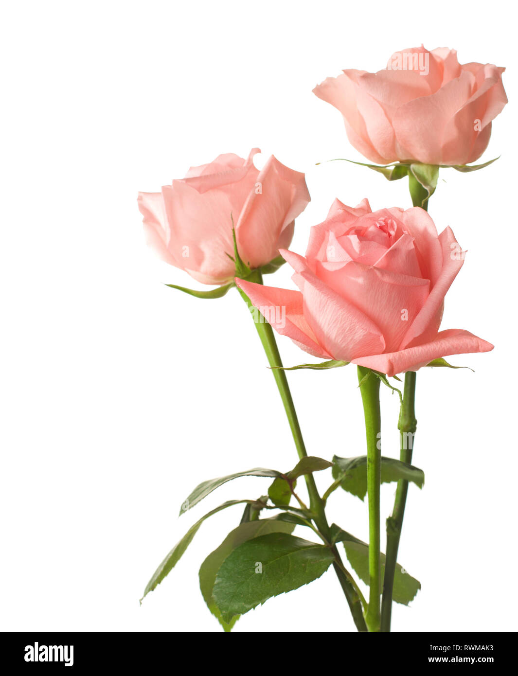 three pink roses isolated on white Stock Photo - Alamy