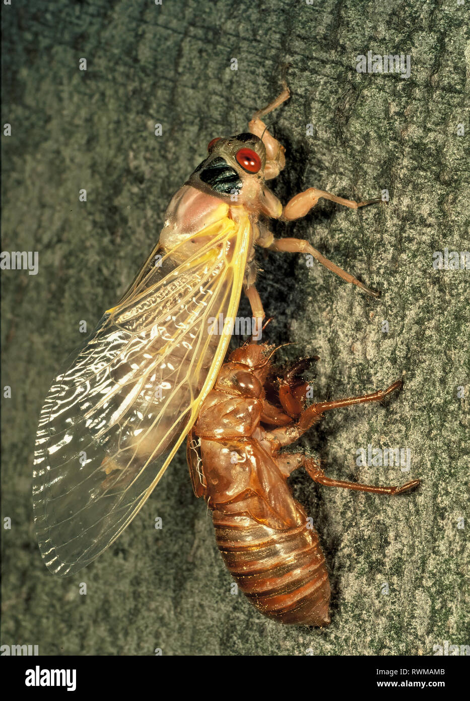 Periodic cicada (Magicicada sp.) from brood x in Northern Virginia ...