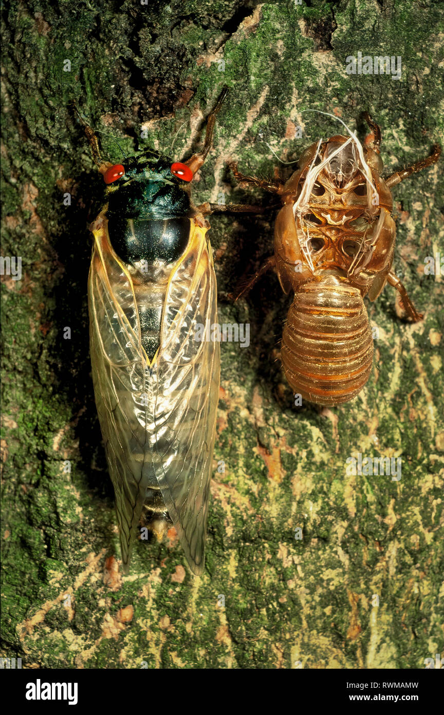 Periodic cicada (Magicicada sp.) from brood x in Northern Virginia ...