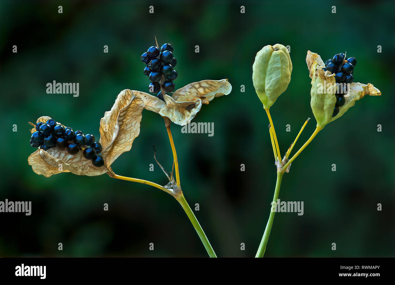 Fruit of blackberry lily (Belamcanda chinensis). Plant is related to ...
