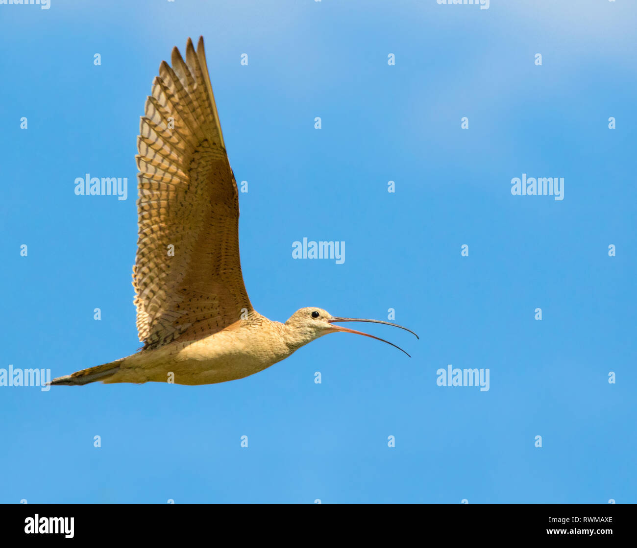 Curlew in flight hi-res stock photography and images - Alamy
