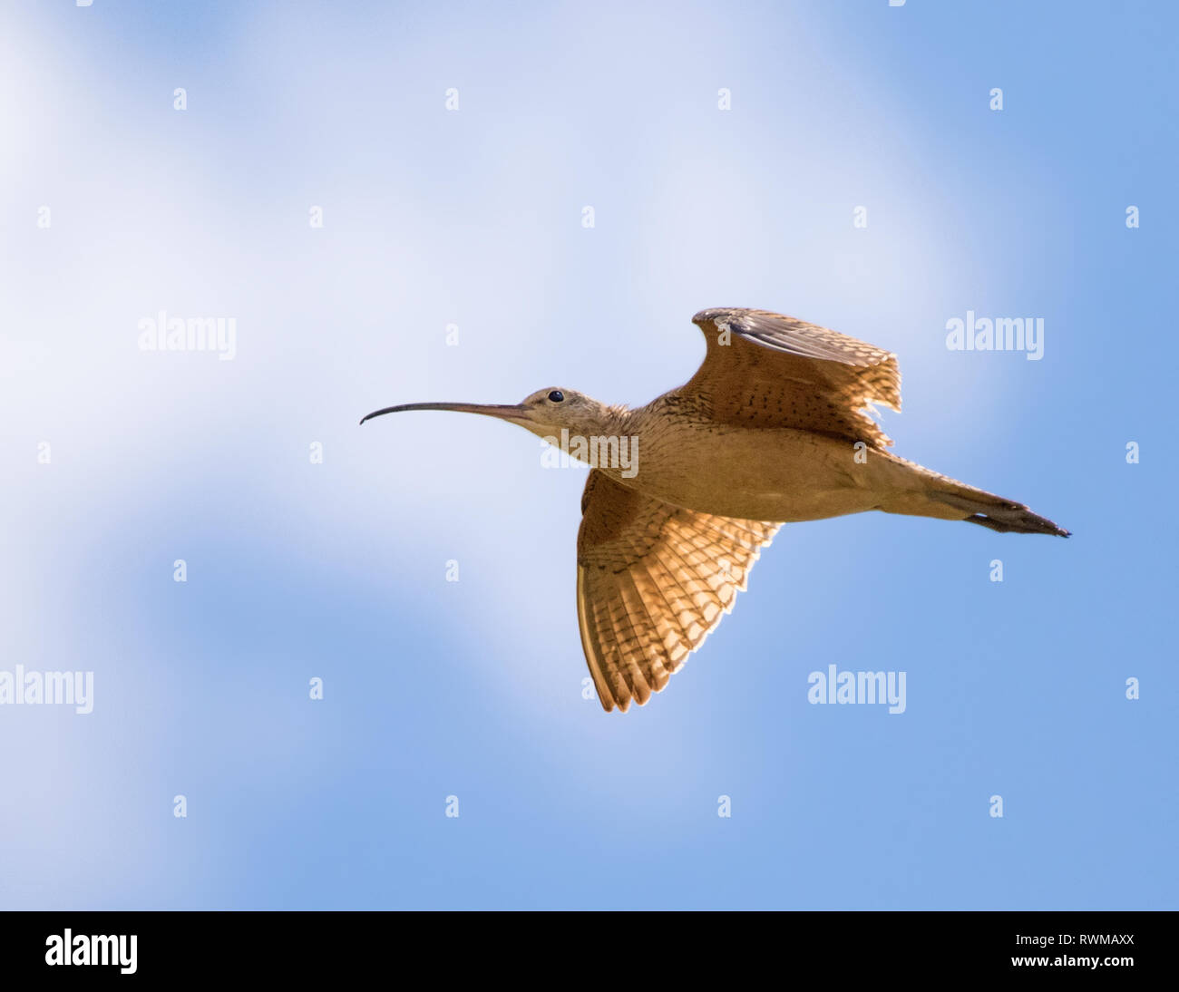 Curlew in flight hi-res stock photography and images - Alamy