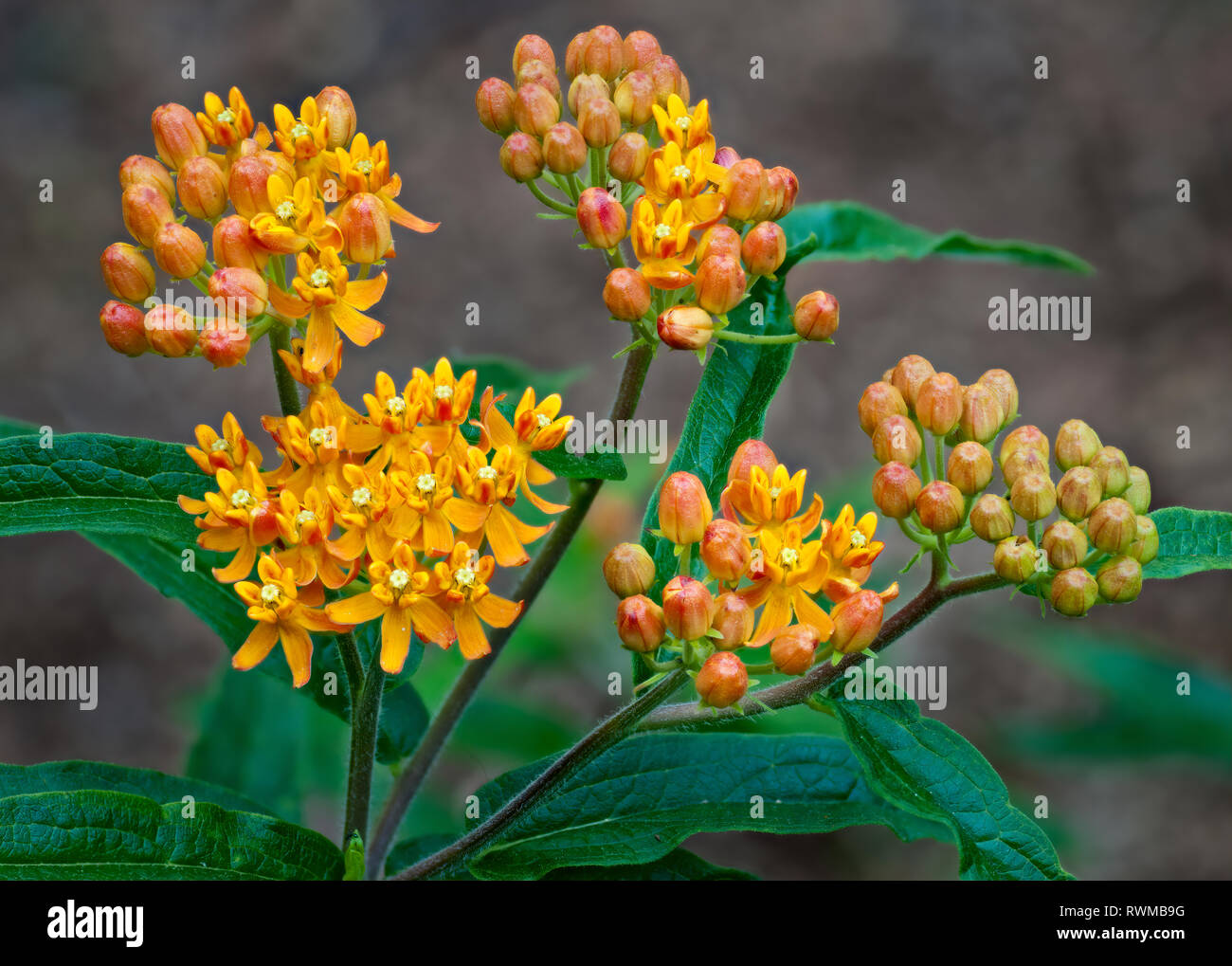 Butterfly weed asclepias tuberosa in hi-res stock photography and ...