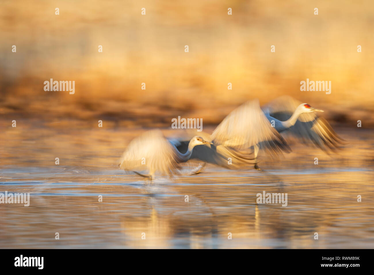 Sandhill Cranes (Antigone canadensis) flying over the surface of water ...