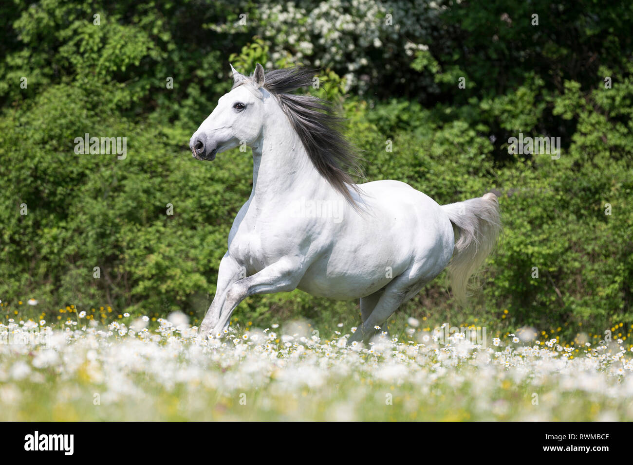 Lusitano. Gray stallion galloping on a pasture in spring. Switzerland ...
