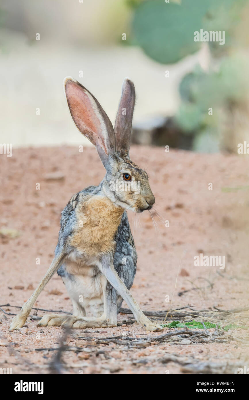Rabbit animal arizona hi-res stock photography and images - Alamy