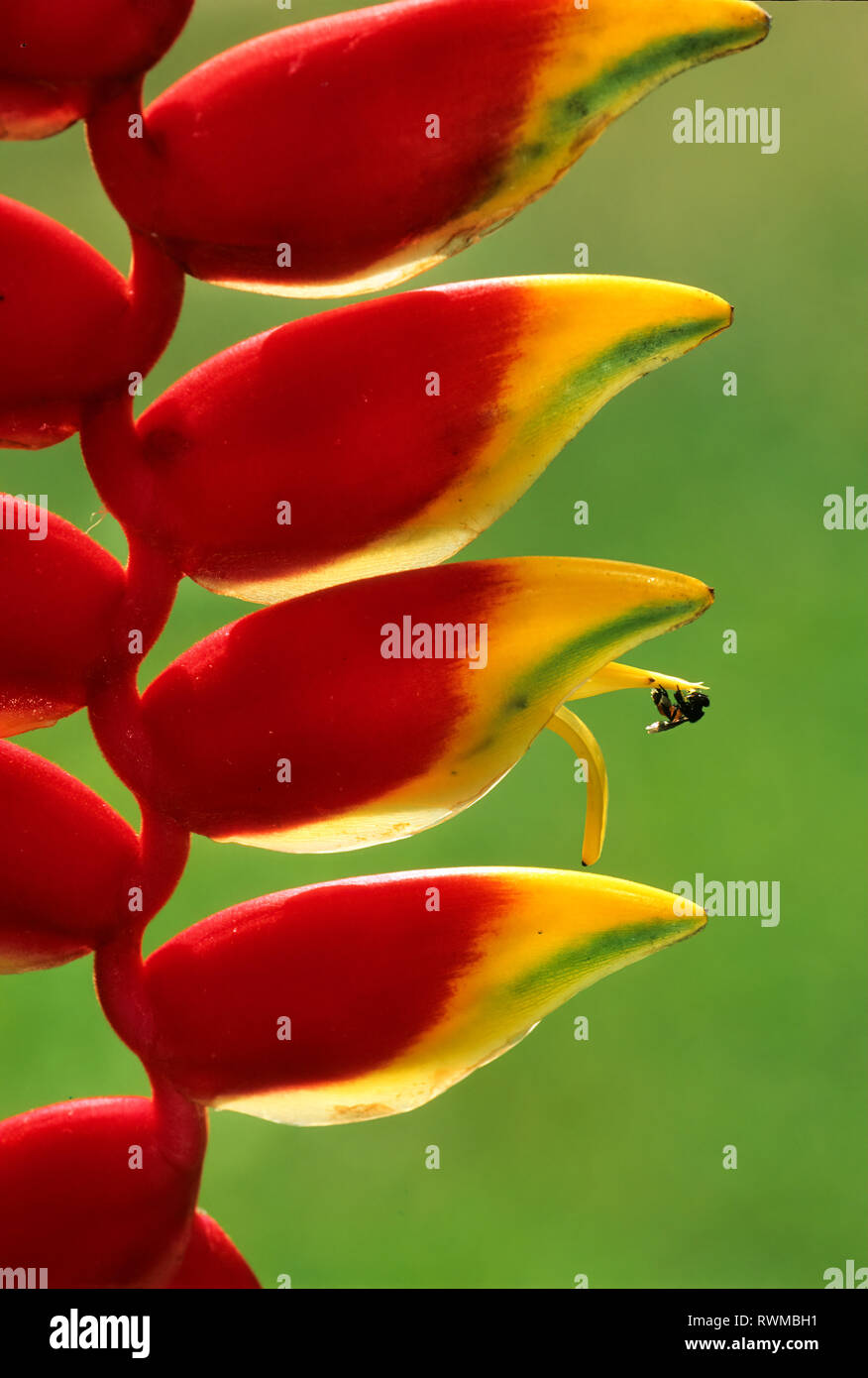 Belize lobster hi-res stock photography and images - Alamy