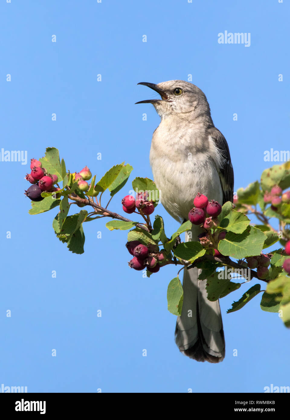 Mockingbird Singing