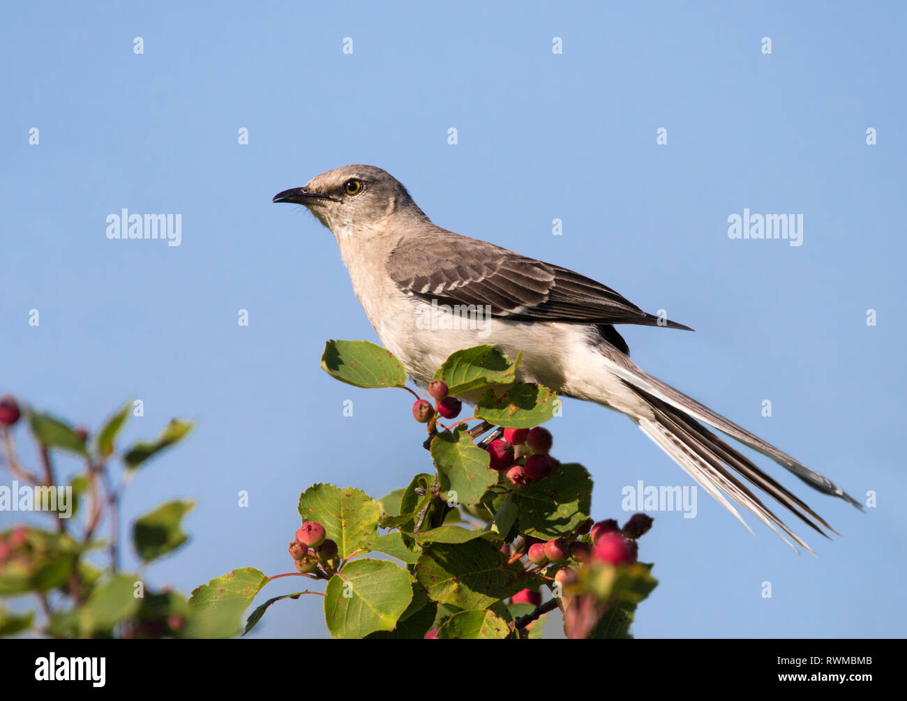 Biggar hi-res stock photography and images - Alamy