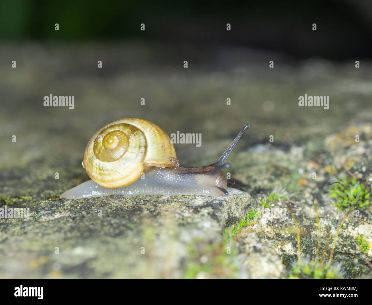 White-lipped snail or Garden banded snail ( Cepaea hortensis ) at night ...