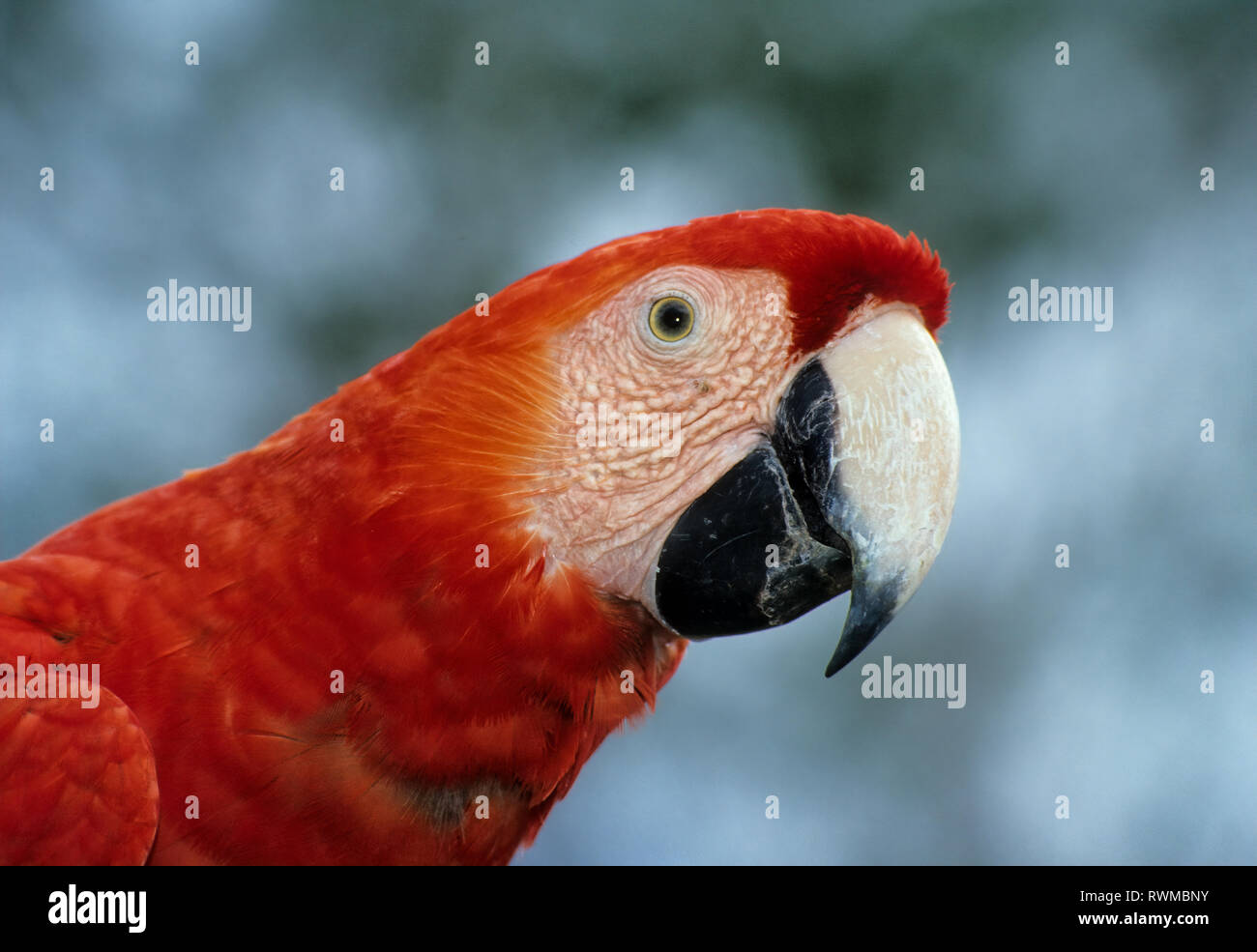 Portrait of scarlet macaw in rainforest of Ecuador Stock Photo - Alamy