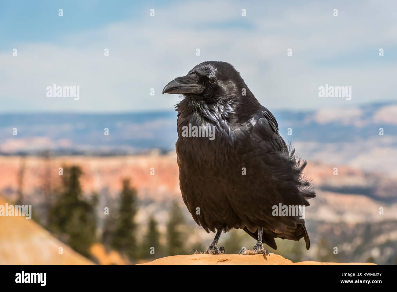 Common Raven (Corvus corax), Bryce Canyon National Park; Utah, United ...