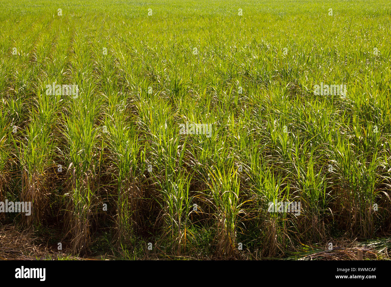 Cane shoots hi-res stock photography and images - Alamy