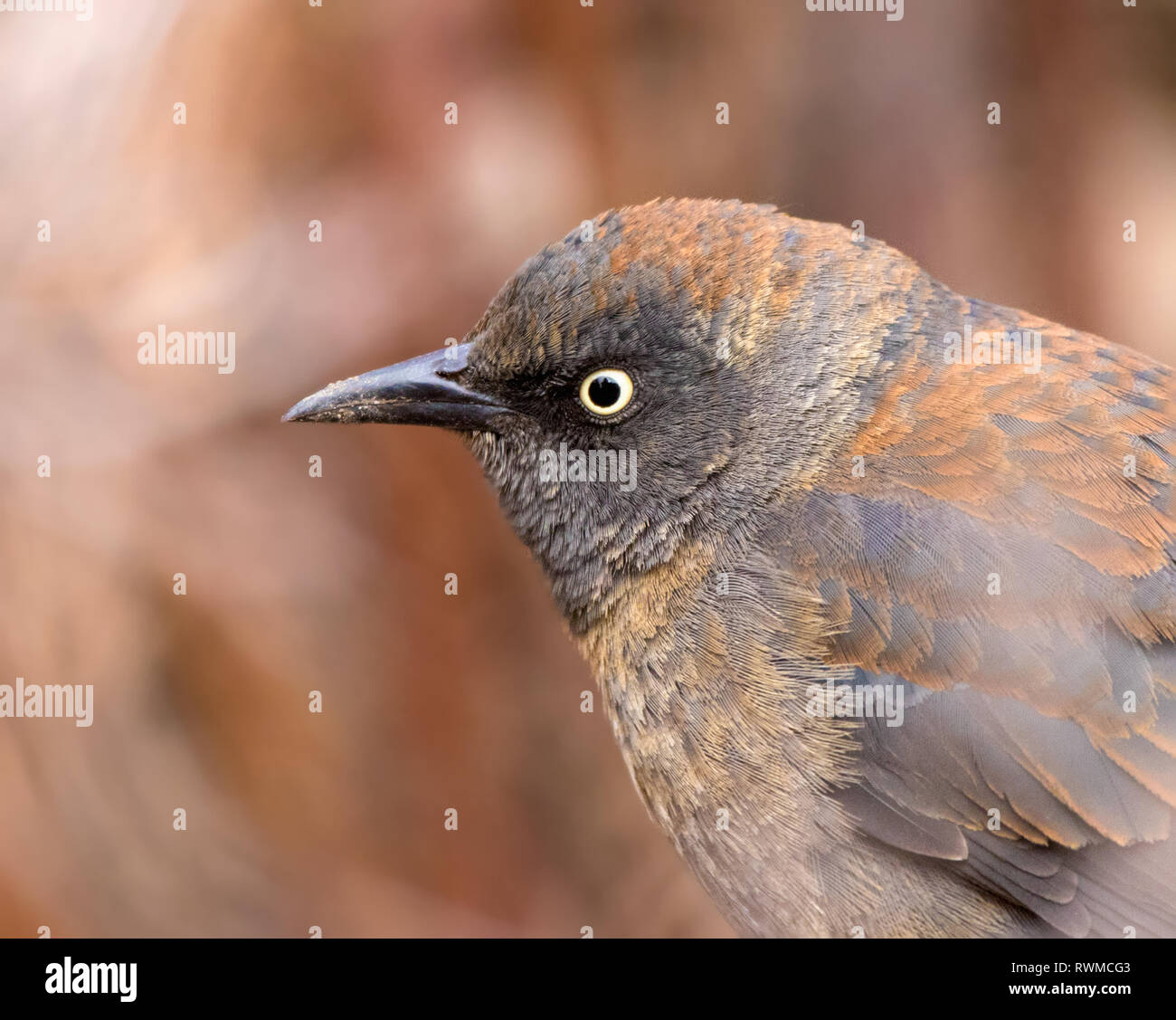 Blackbird plumage hi-res stock photography and images - Alamy
