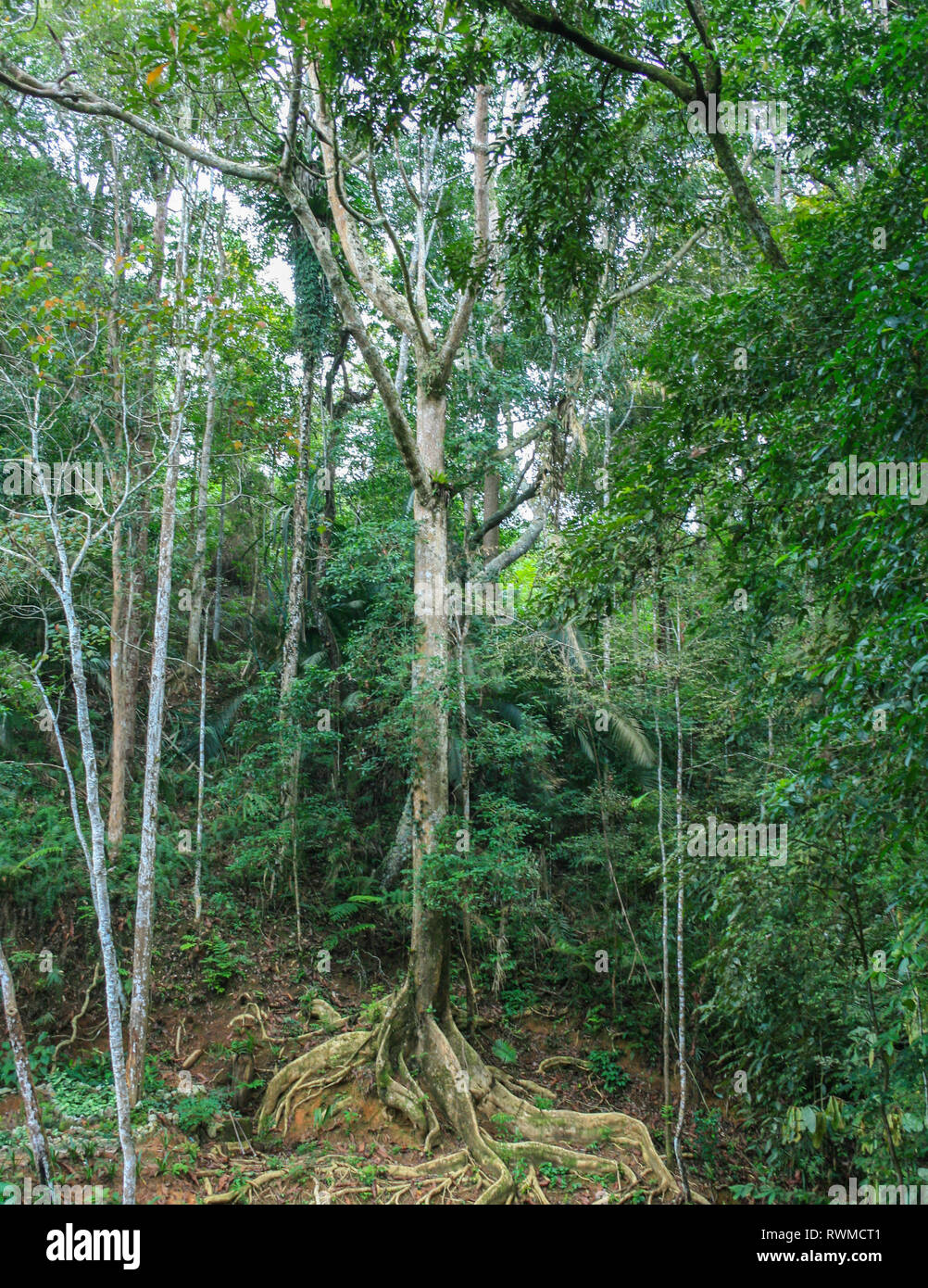 Penang Hill (Bukit Bendera), Penang, Malaysia Stock Photo - Alamy