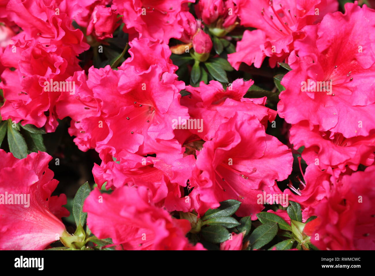 Beautiful, fresh hot pink azaleas flowers and plants growing in the ...