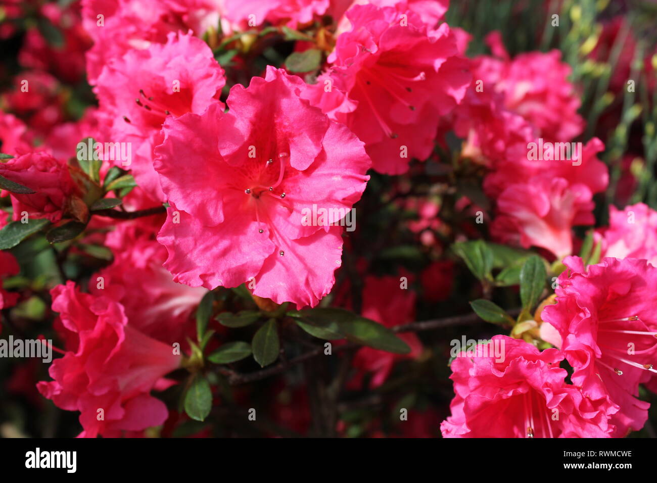 Beautiful, fresh hot pink azaleas flowers and plants growing in the ...