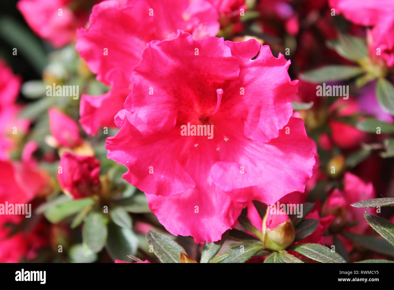 Beautiful, fresh hot pink azaleas flowers and plants growing in the ...