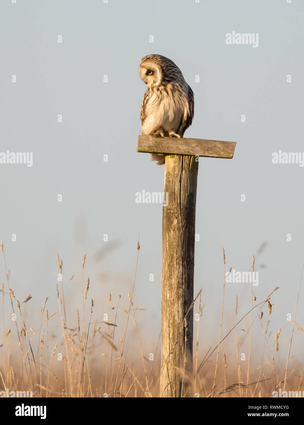 Owl hunting from perch hi-res stock photography and images - Alamy