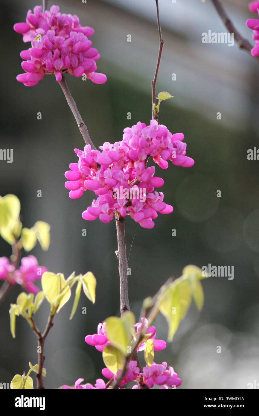 Cercis Canadensis Bud High Resolution Stock Photography and Images - Alamy