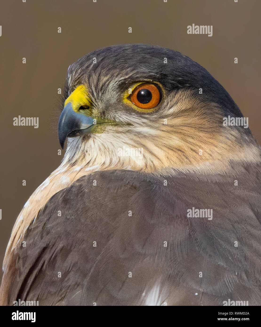 Sharp shinned hawk hi-res stock photography and images - Alamy