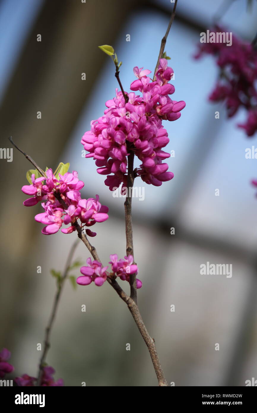 Cercis Canadensis Bud High Resolution Stock Photography and Images - Alamy