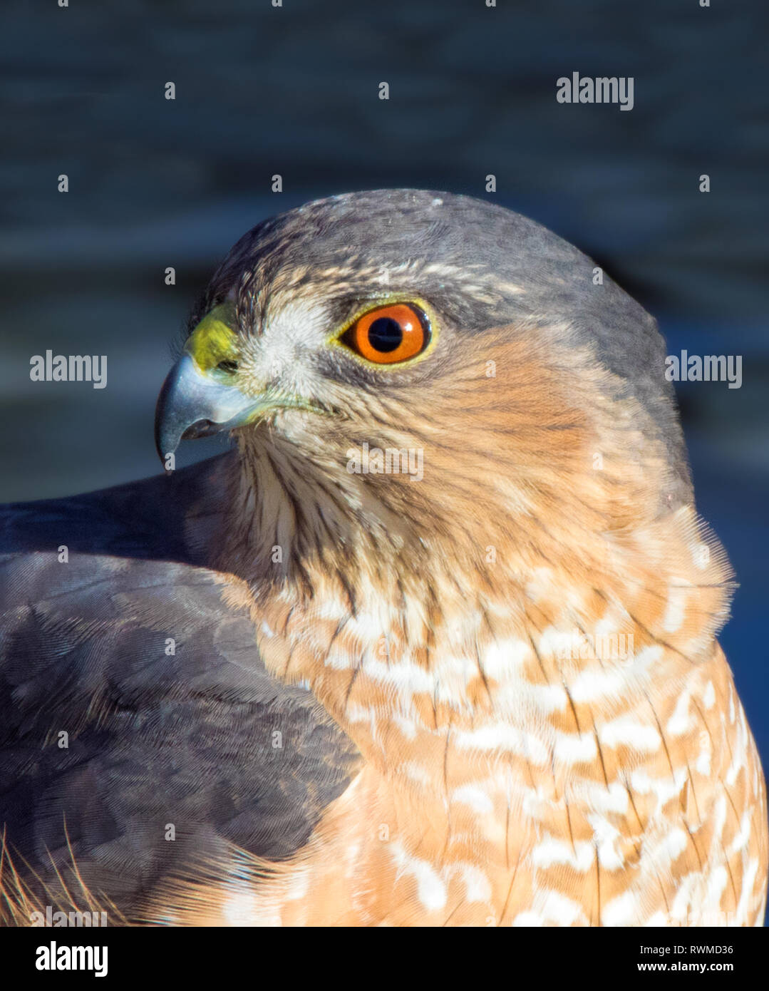 Cloe up of an adult sharp shinned hawk hi-res stock photography and ...