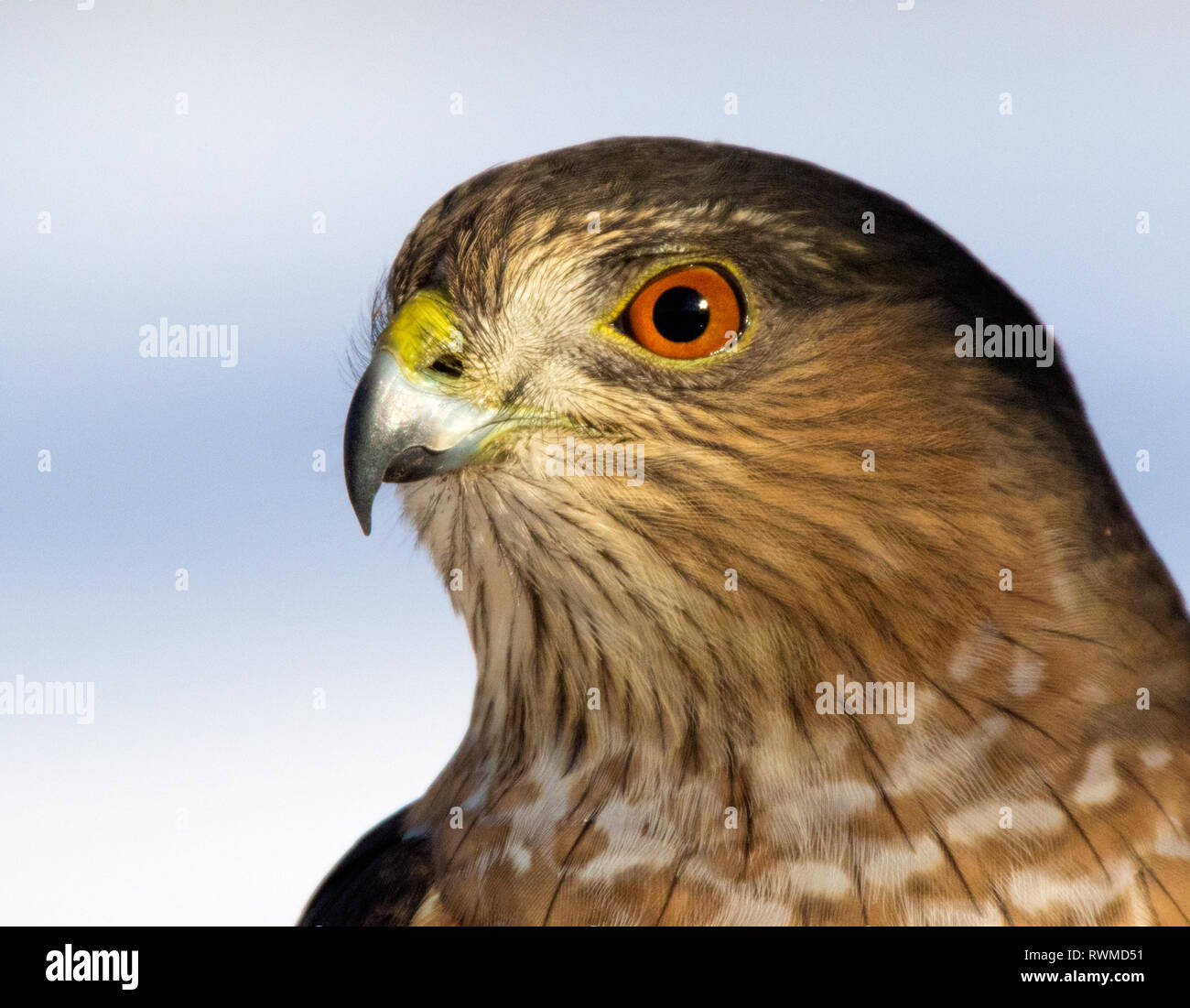 Cloe up of an adult sharp shinned hawk hi-res stock photography and ...