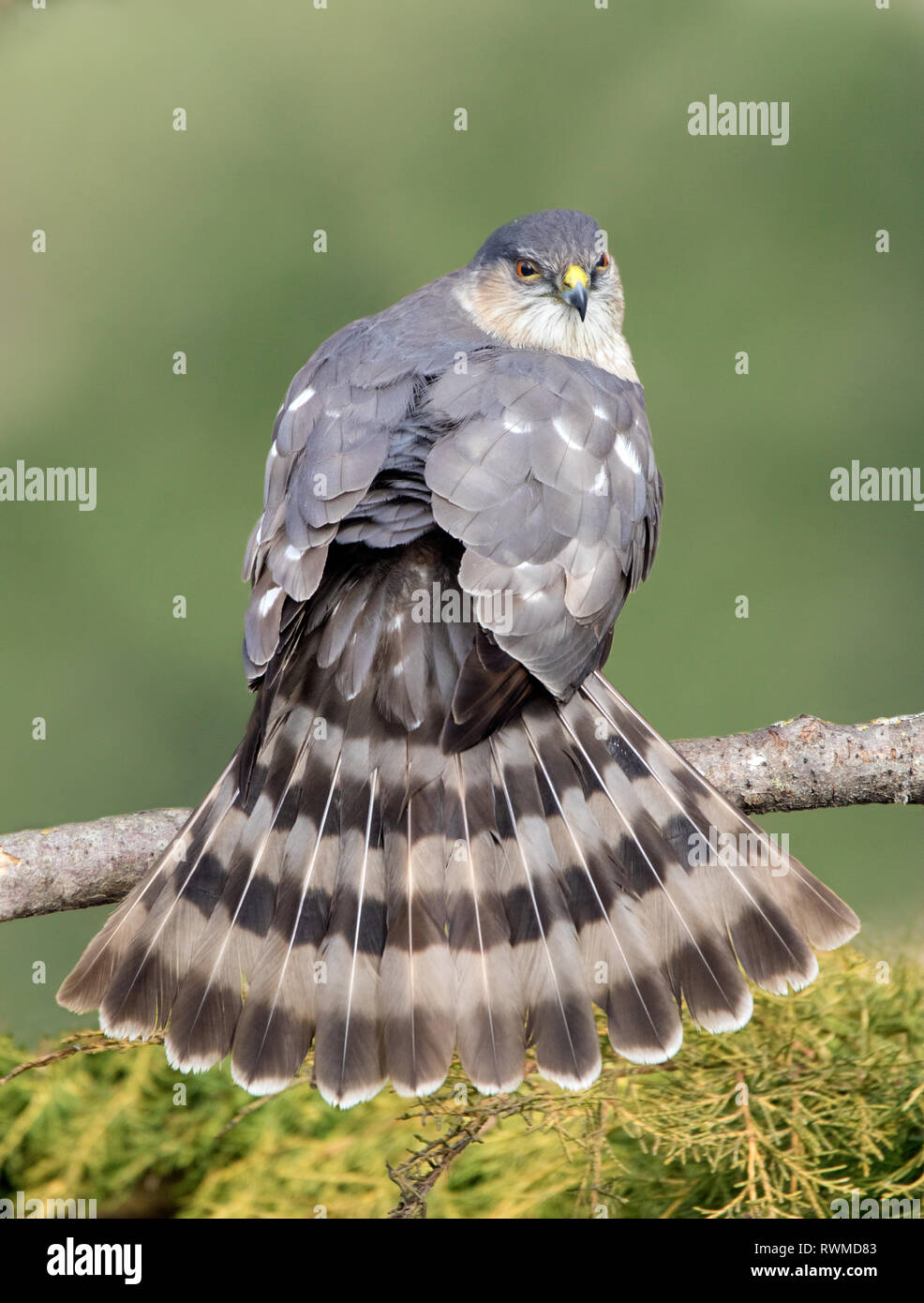Adult Sharp-shinned Hawk, Accipiter striatus, fanning its tail in ...