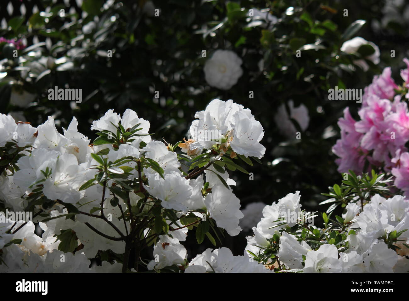 Beautiful, fresh, perfect white azalea flowers and plants growing in ...