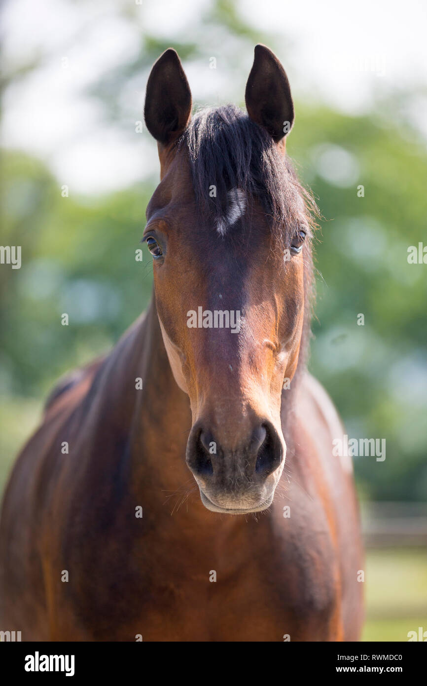 French trotter horse hi-res stock photography and images - Alamy