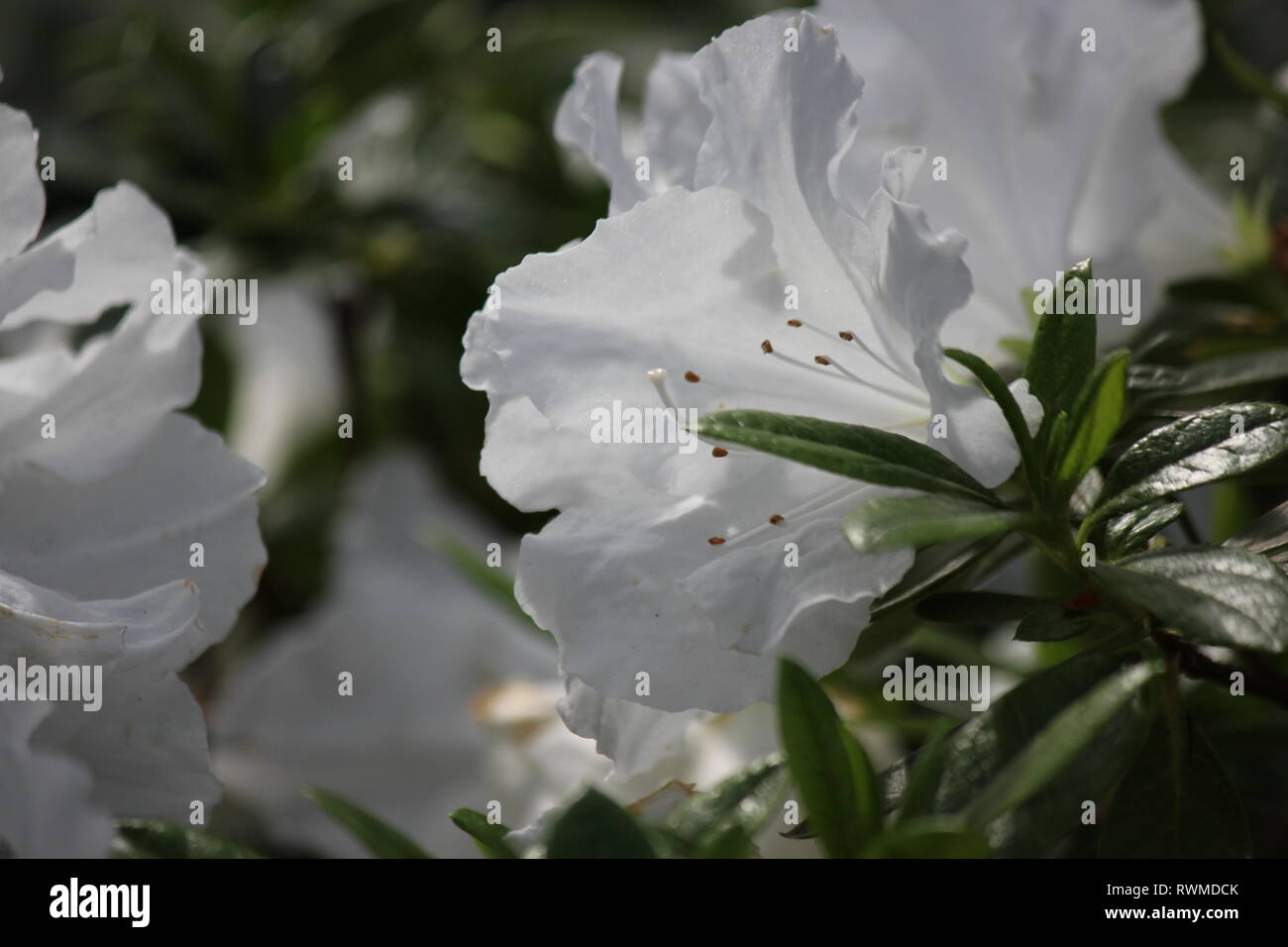 Pure white azalea hi-res stock photography and images - Alamy