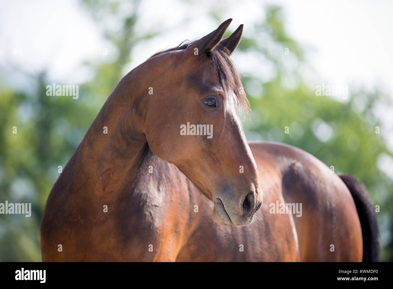 French trotter horse hi-res stock photography and images - Alamy