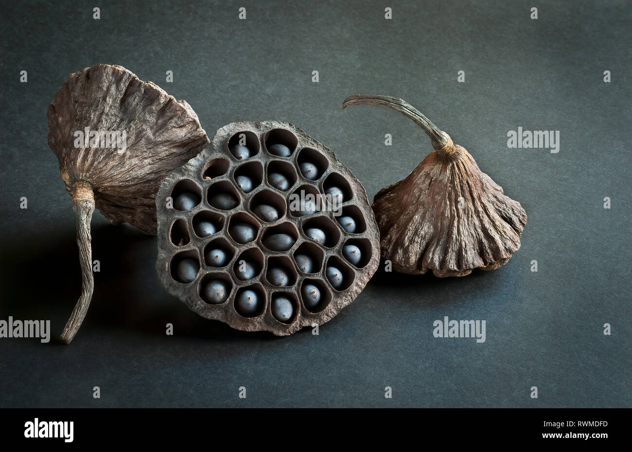 Nelumbo nucifera seeds hi-res stock photography and images - Alamy