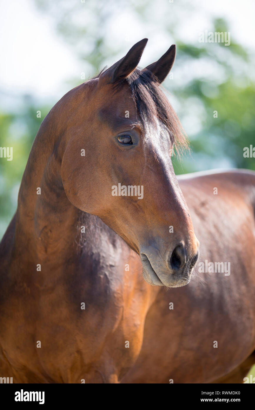 French trotter horse hi-res stock photography and images - Alamy